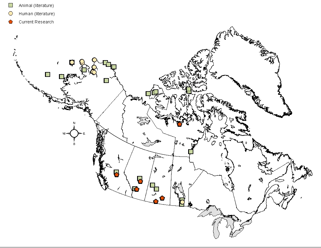 Emergence of a European parasite in Western Canada - Healthy Wildlife ...