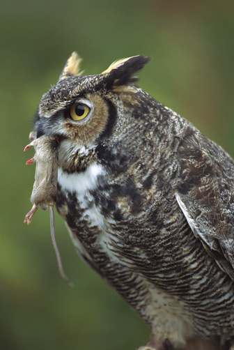 Ecological Concern; Diagnostic Challenge: Secondary Rodenticide ...