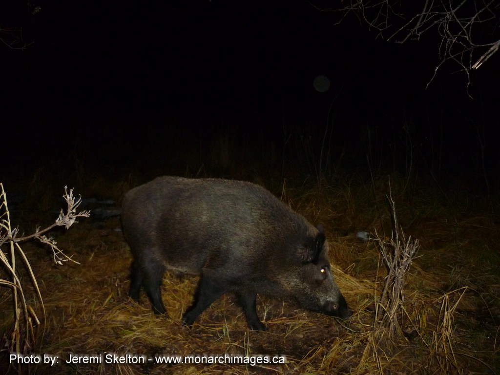 Diseases of wild boar in Saskatchewan - Healthy Wildlife - The blog of ...