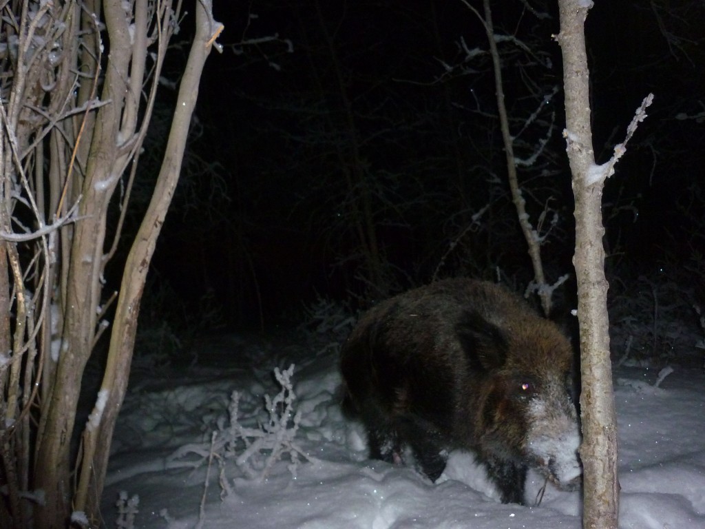 Diseases of wild boar in Saskatchewan - Healthy Wildlife - The blog of ...