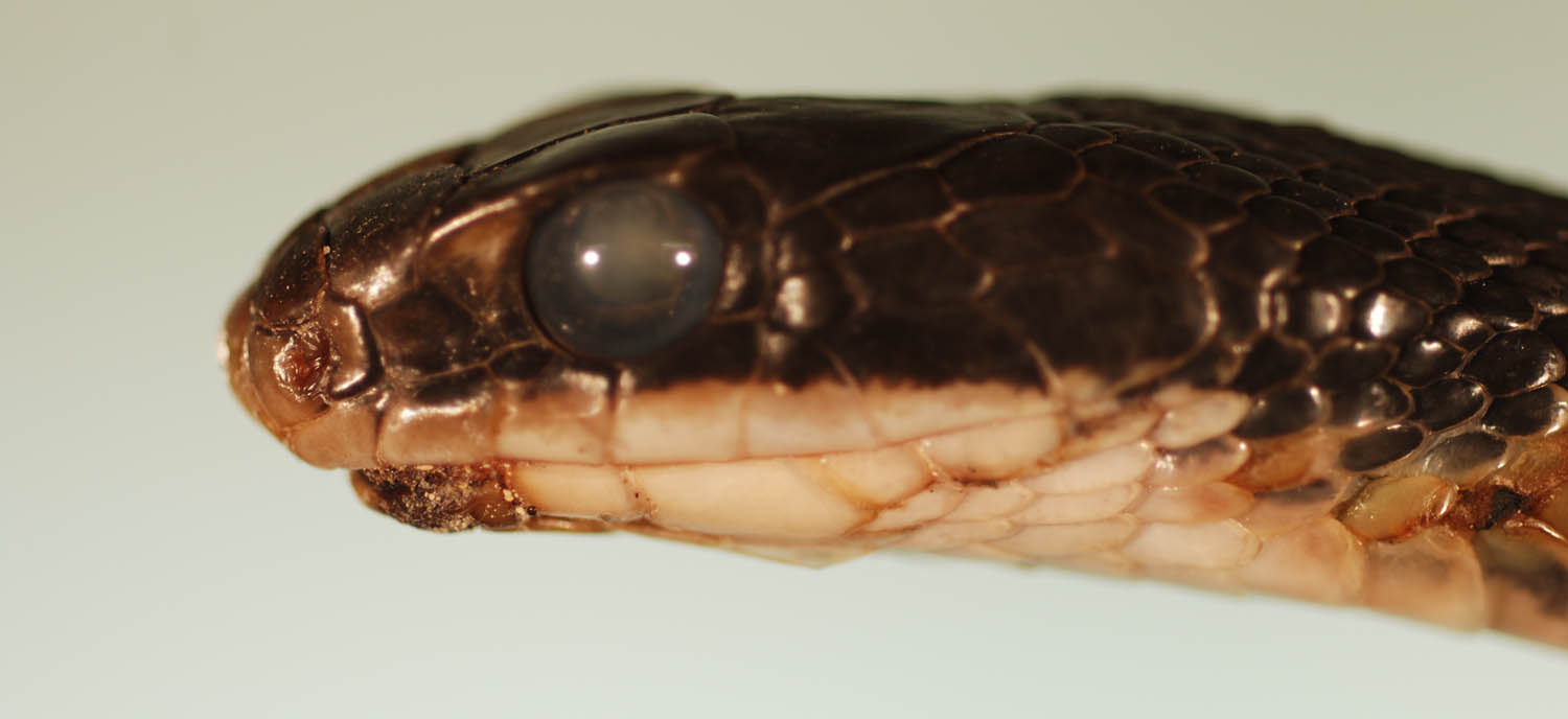 Snake Fungal Disease in the United States - NWHC Wildlife Health ...