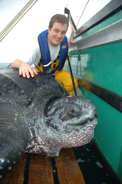 Learning about Leatherbacks - Healthy Wildlife - The blog of the CWHC