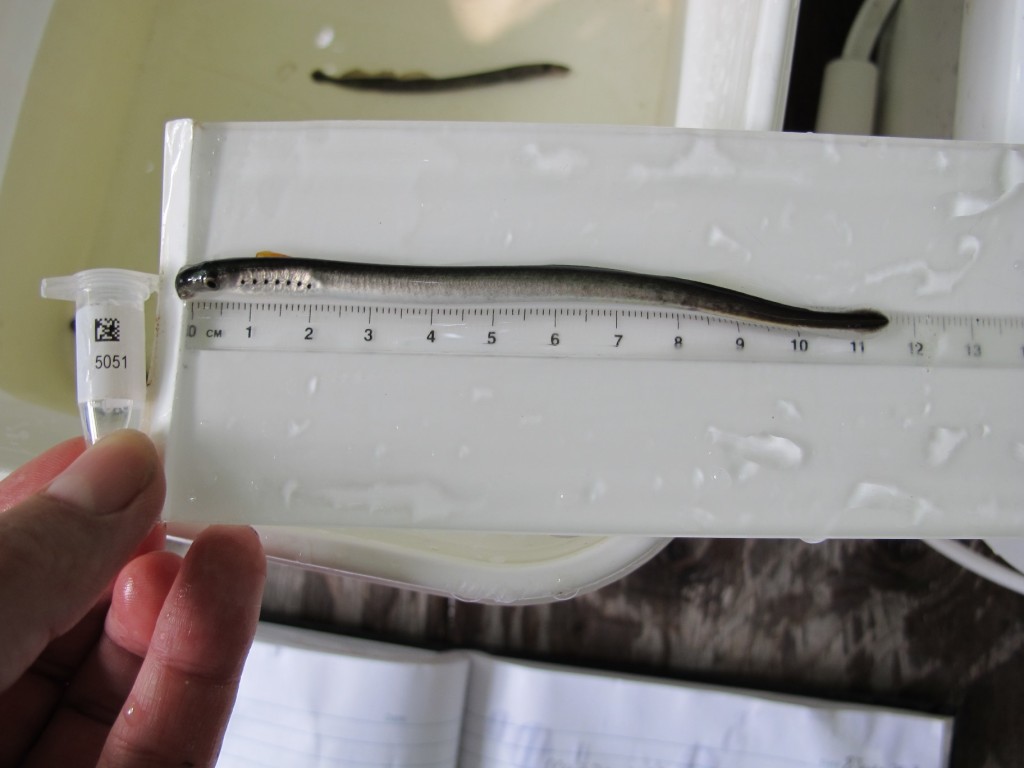 Notes from the Field: Morrison Creek Lamprey - Healthy Wildlife - The ...