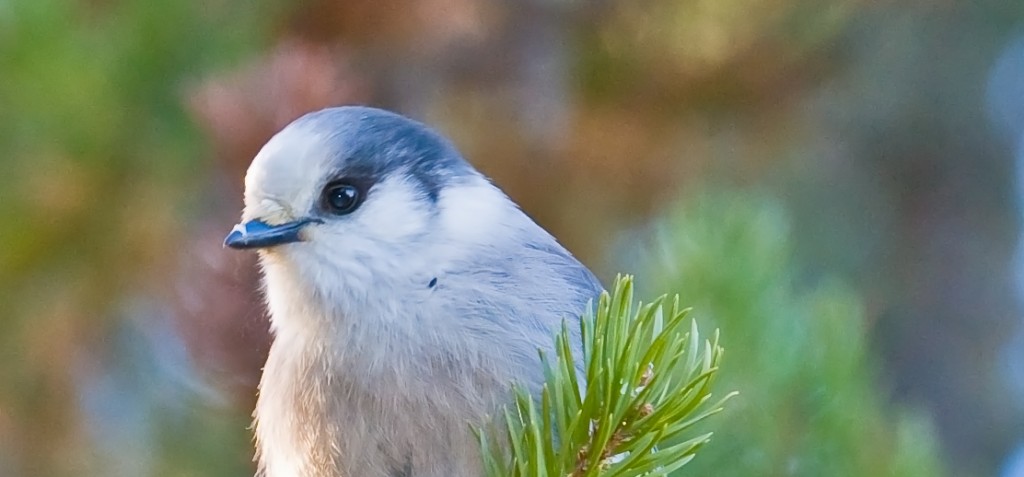 CWHC Rebranded Day 1: Introduction to the Gray Jay - Healthy Wildlife ...