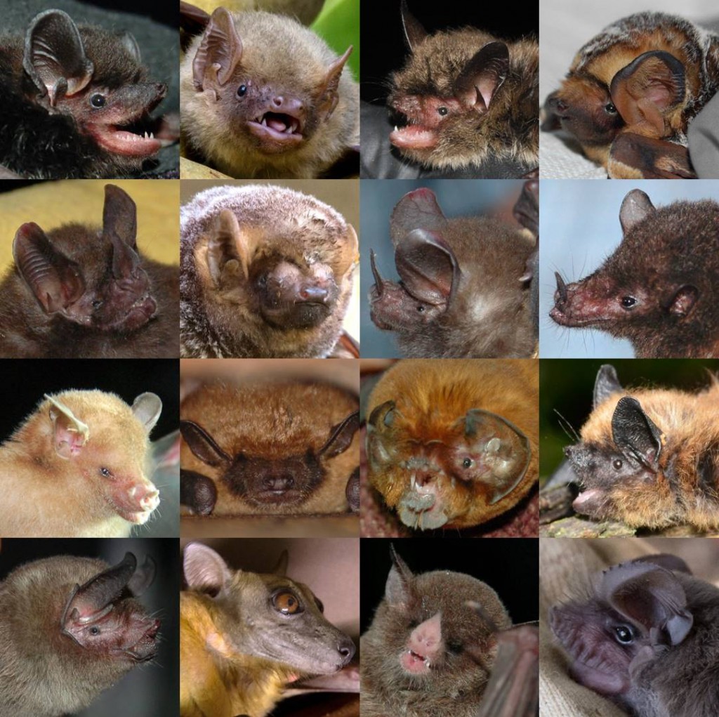 Bat Week Day 2: The many faces of bats - Healthy Wildlife - The blog of ...