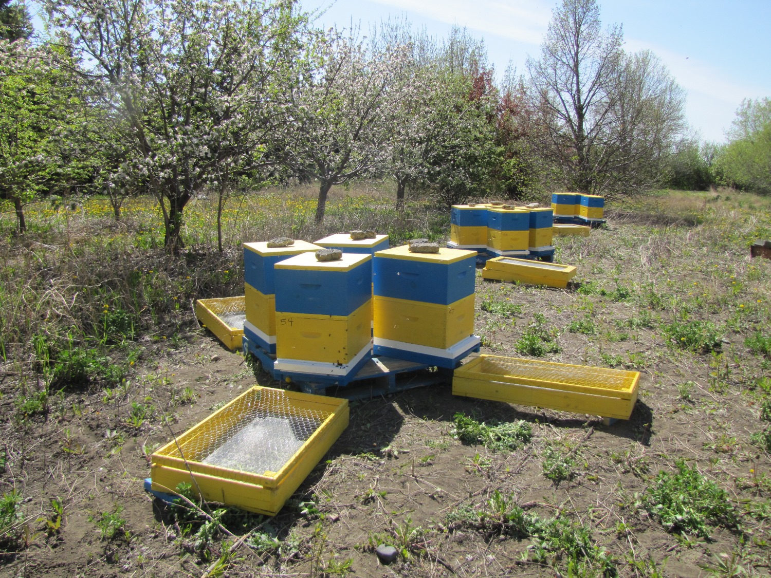 Understanding Neonicotinoid Effects on Honey Bees - Healthy Wildlife ...