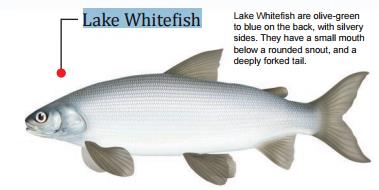 A Case of Mistaken Identity – Fish and Their Parasitic Friends ...