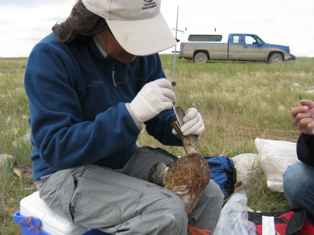 Researchers Pool Expertise to get the Poop on Avian Influenza - Healthy ...