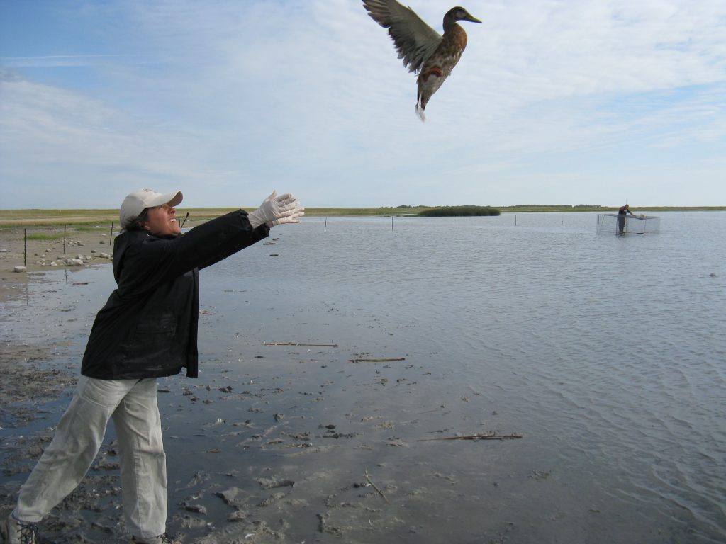 Researchers Pool Expertise to get the Poop on Avian Influenza - Healthy ...