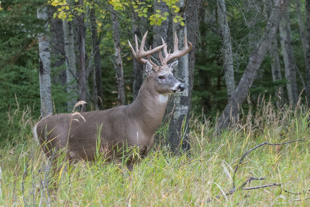 Fatal deer disease reaches Ontario for the first time - Healthy ...