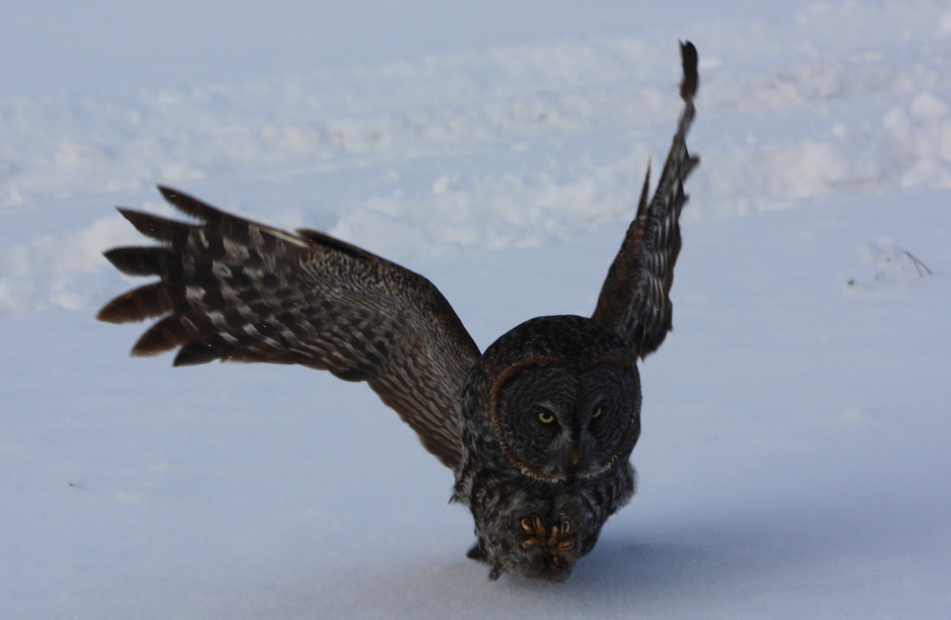 Anticoagulant Rodenticide Toxicity in BC Owls - Healthy Wildlife - The ...