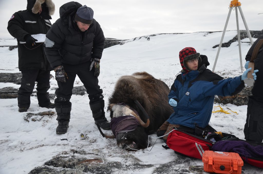 The CWHC – Québec help out with a research project on muskoxen in Nunavik