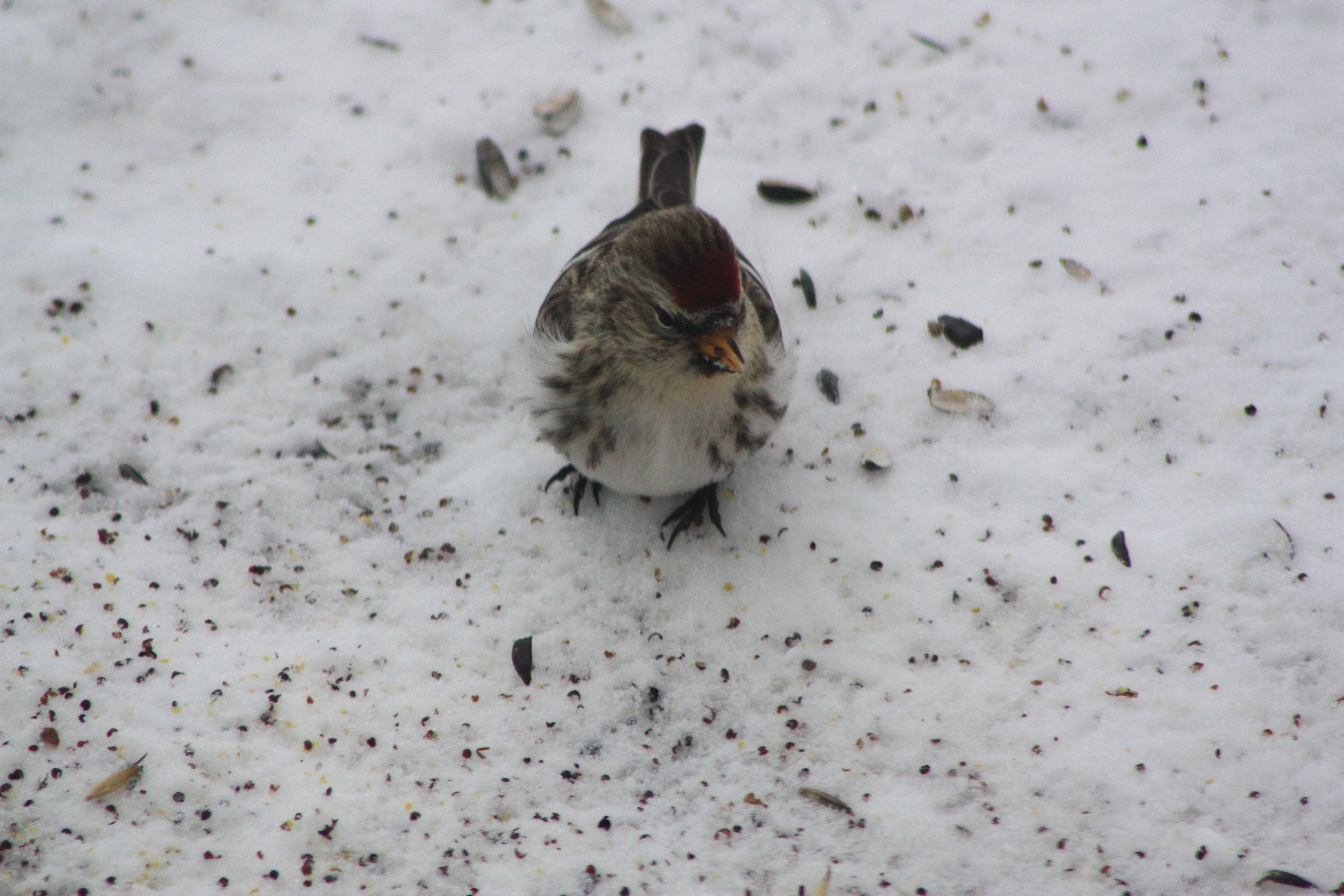 A Salt on Wildlife Health: The Environmental Impacts of Road Salt ...