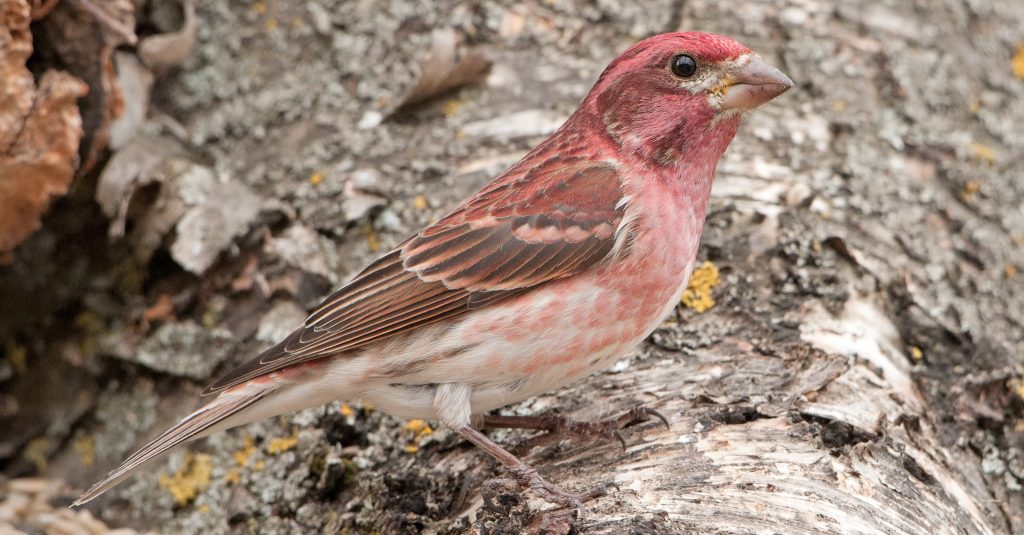 Trichomonosis.....it's back! - Healthy Wildlife - The blog of the CWHC