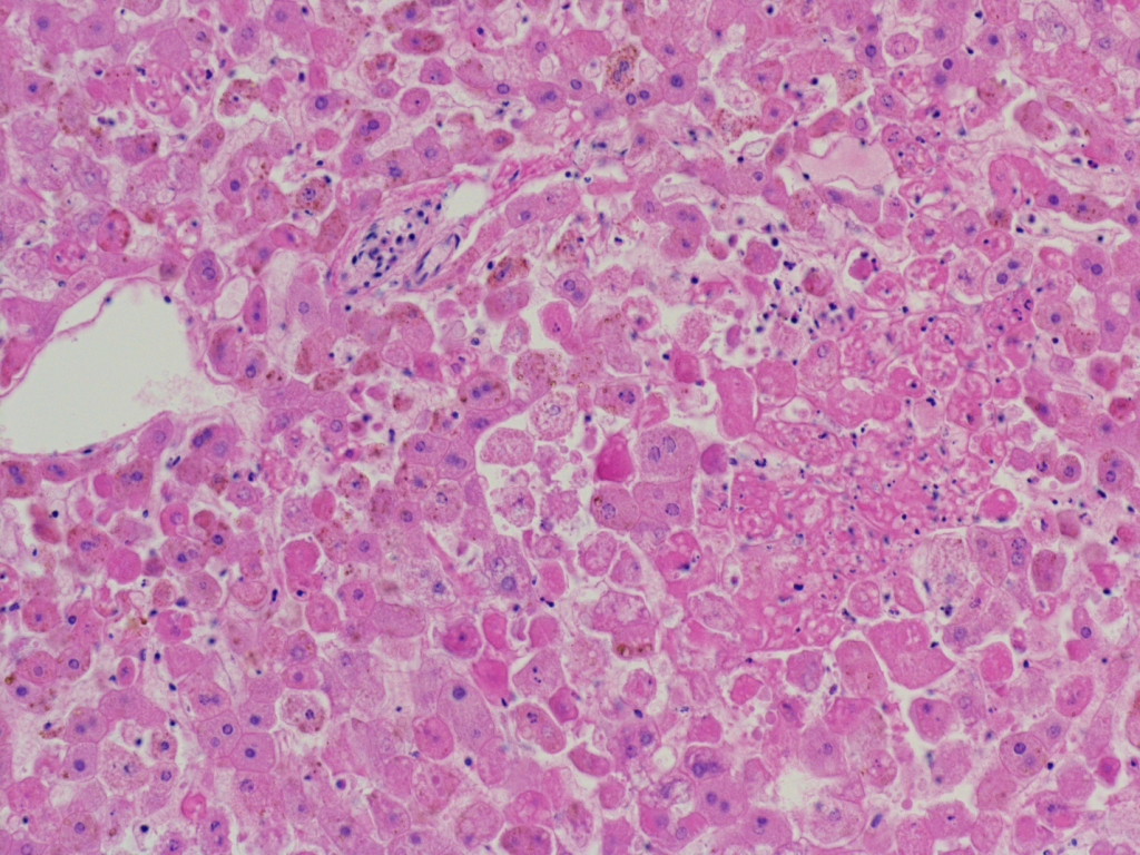 Rabbit Hemorrhagic Disease in British Columbia - Healthy Wildlife - The ...