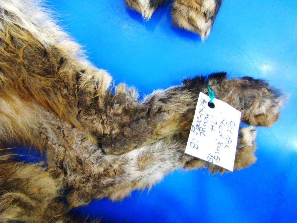 Red Fox Mange - Healthy Wildlife - The blog of the CWHC