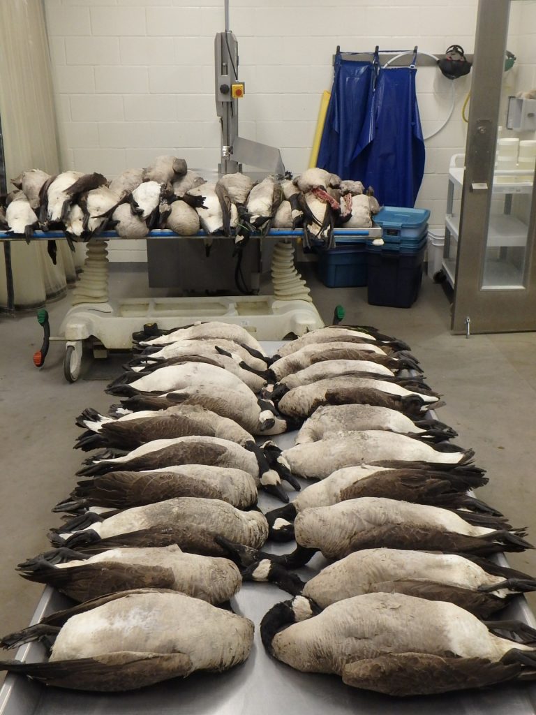 Canada geese in the wrong place, at the wrong time - Healthy Wildlife ...