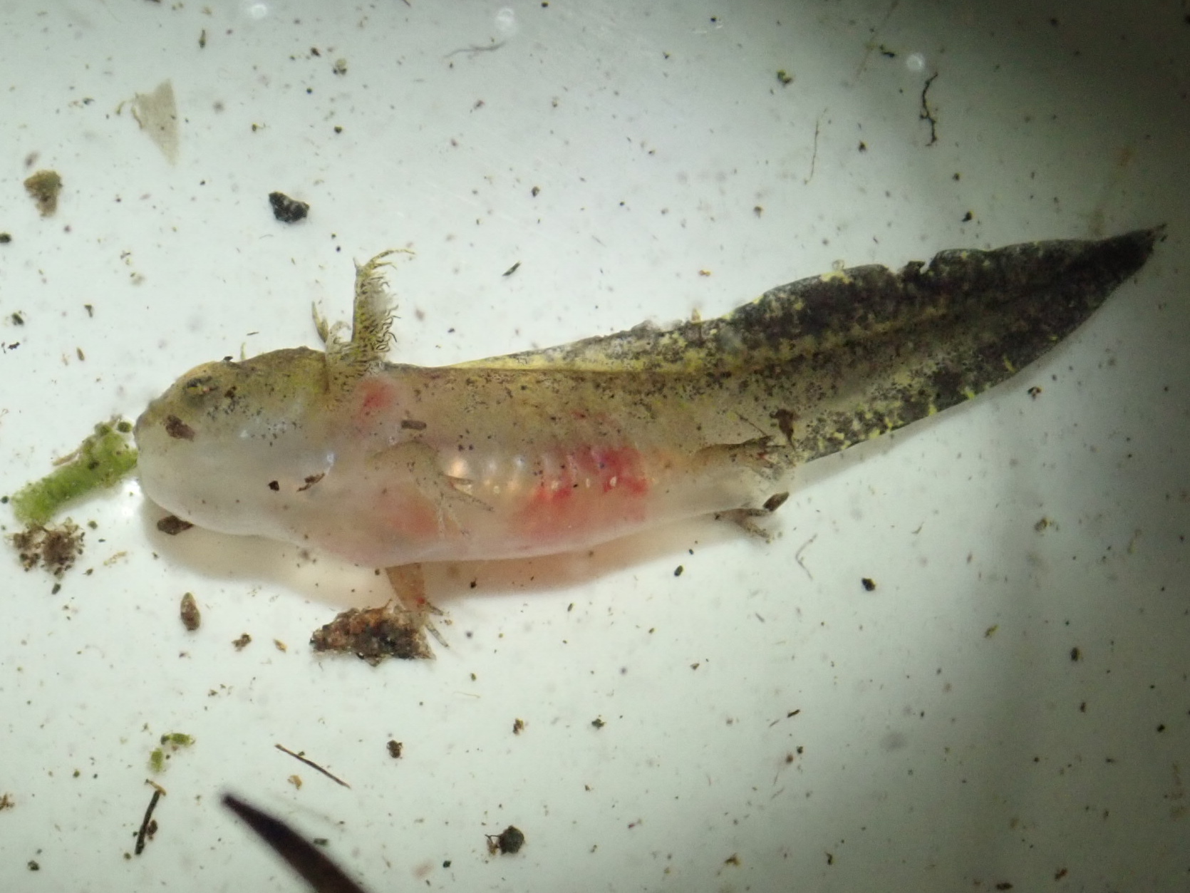First documentation of fatal Ranavirus infections in amphibians in ...