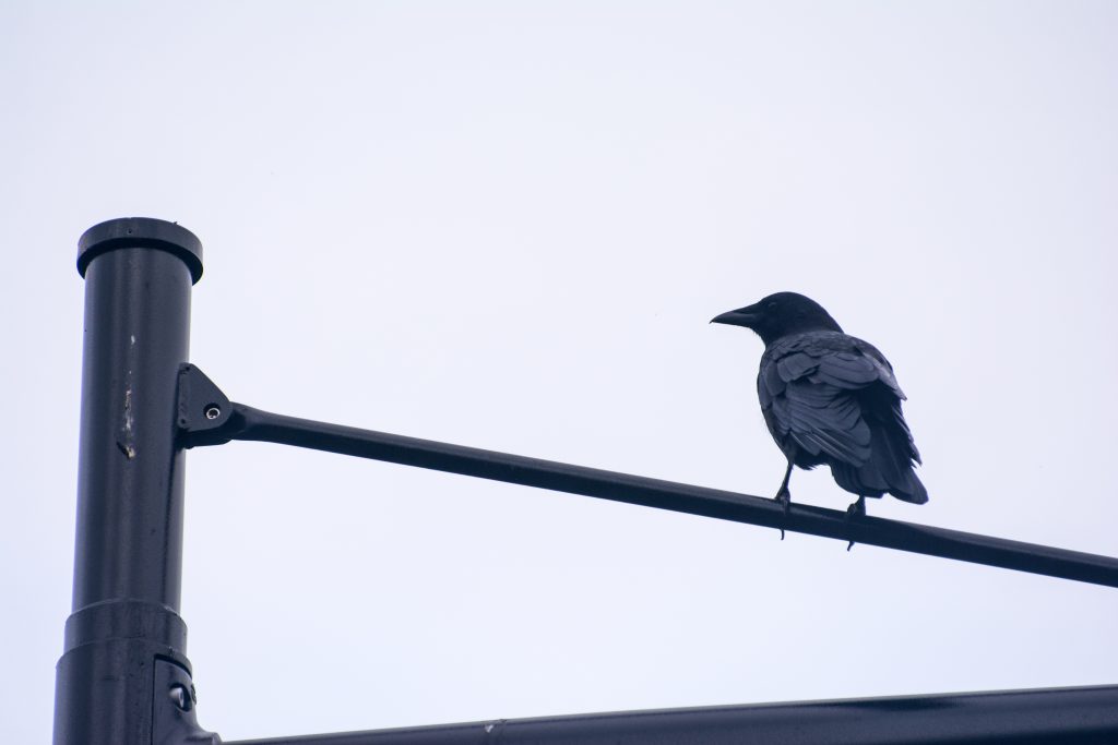 West Nile virus detected in wild crows in PEI - Healthy Wildlife