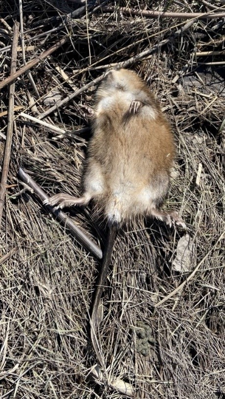Tularemia Outbreak in Muskrats at Long Point, ON - Healthy Wildlife ...