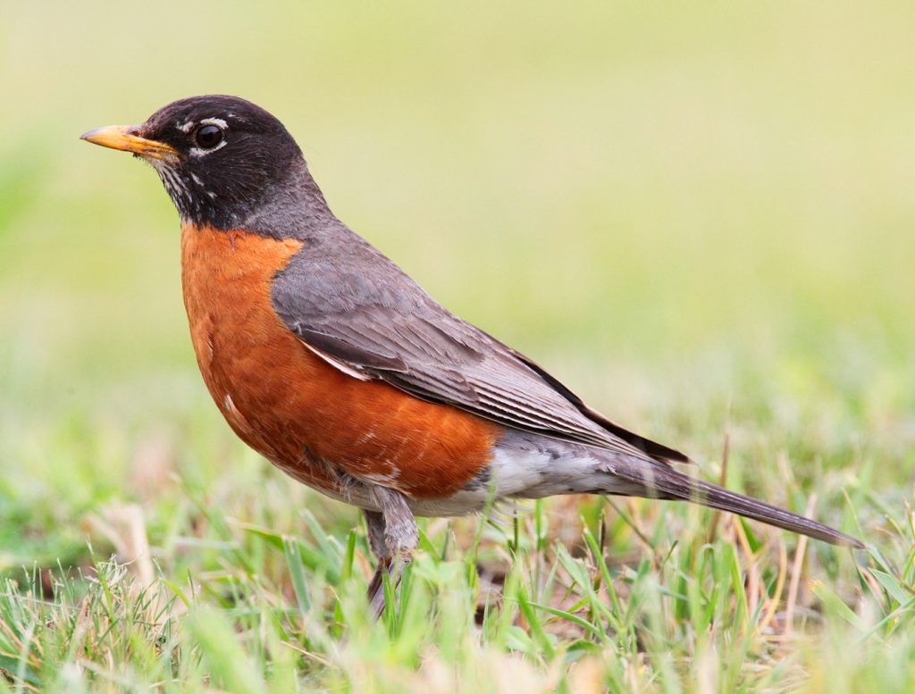 Conjunctivitis outbreak in birds in the USA - Healthy Wildlife - The ...