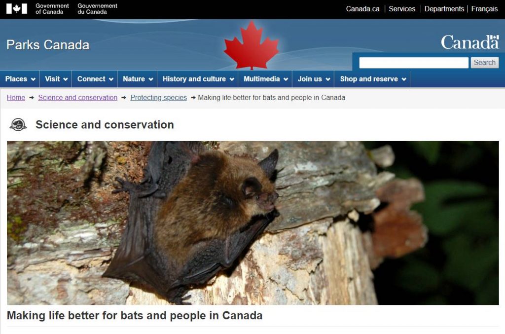 Canadian partners in the protection of bats - Healthy Wildlife - The ...