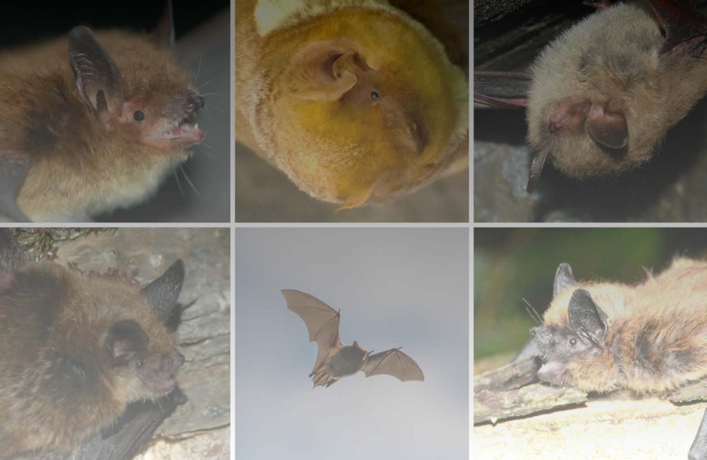 Canadian partners in the protection of bats - Healthy Wildlife - The ...
