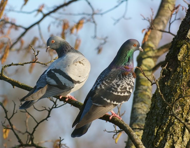 Positive Pigeons: Dealing with questionable results in avian influenza ...