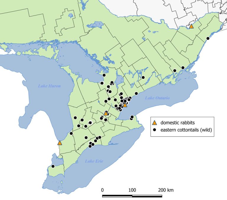 RHDV2 surveillance in Ontario - Healthy Wildlife - The blog of the CWHC