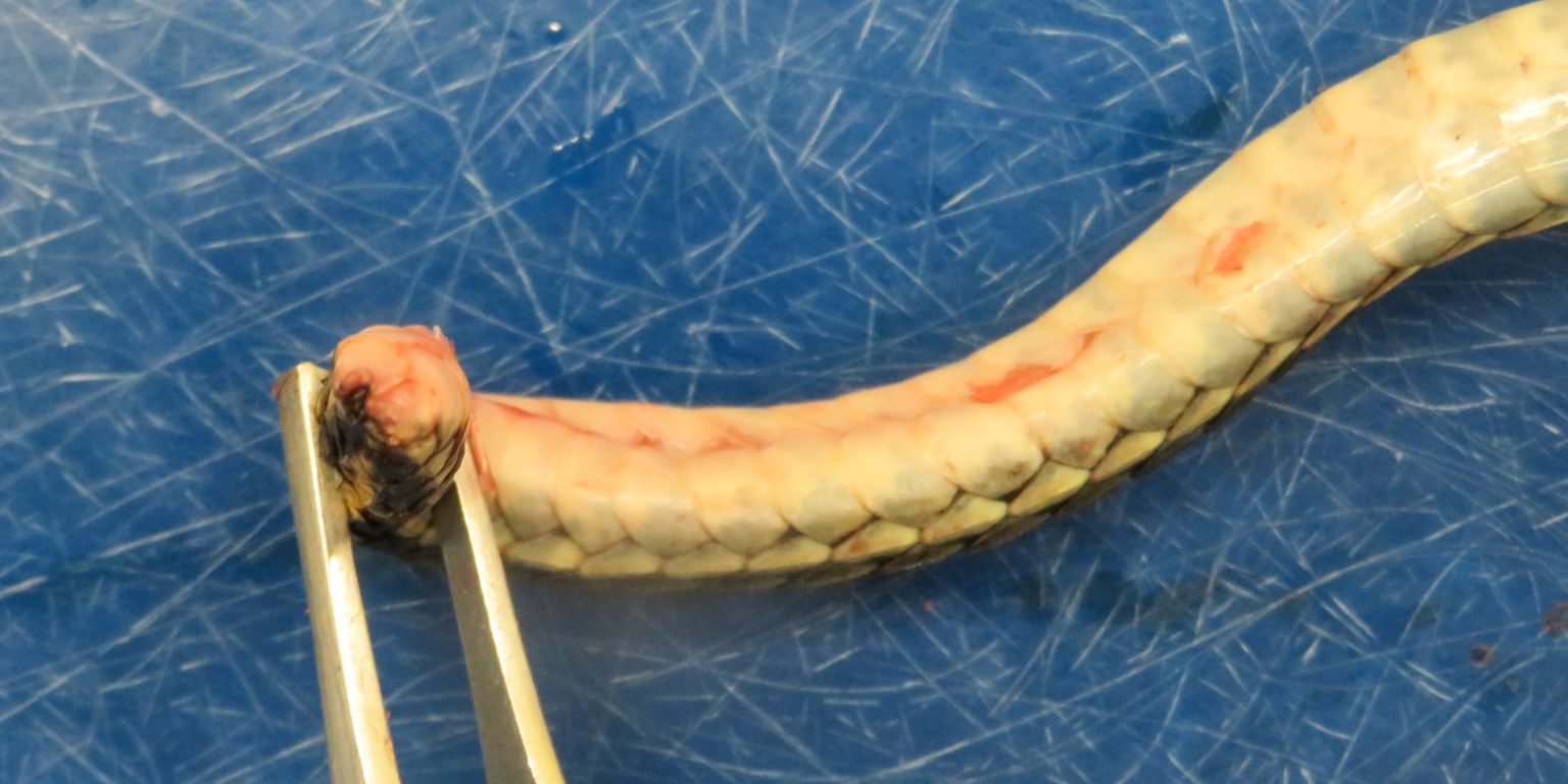 Snakes on the prairies – what a tail! - Healthy Wildlife - The blog of ...
