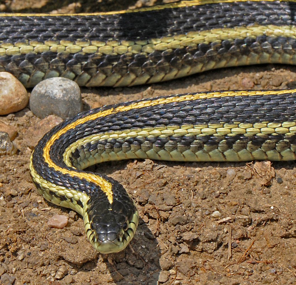 Snakes on the prairies – what a tail!